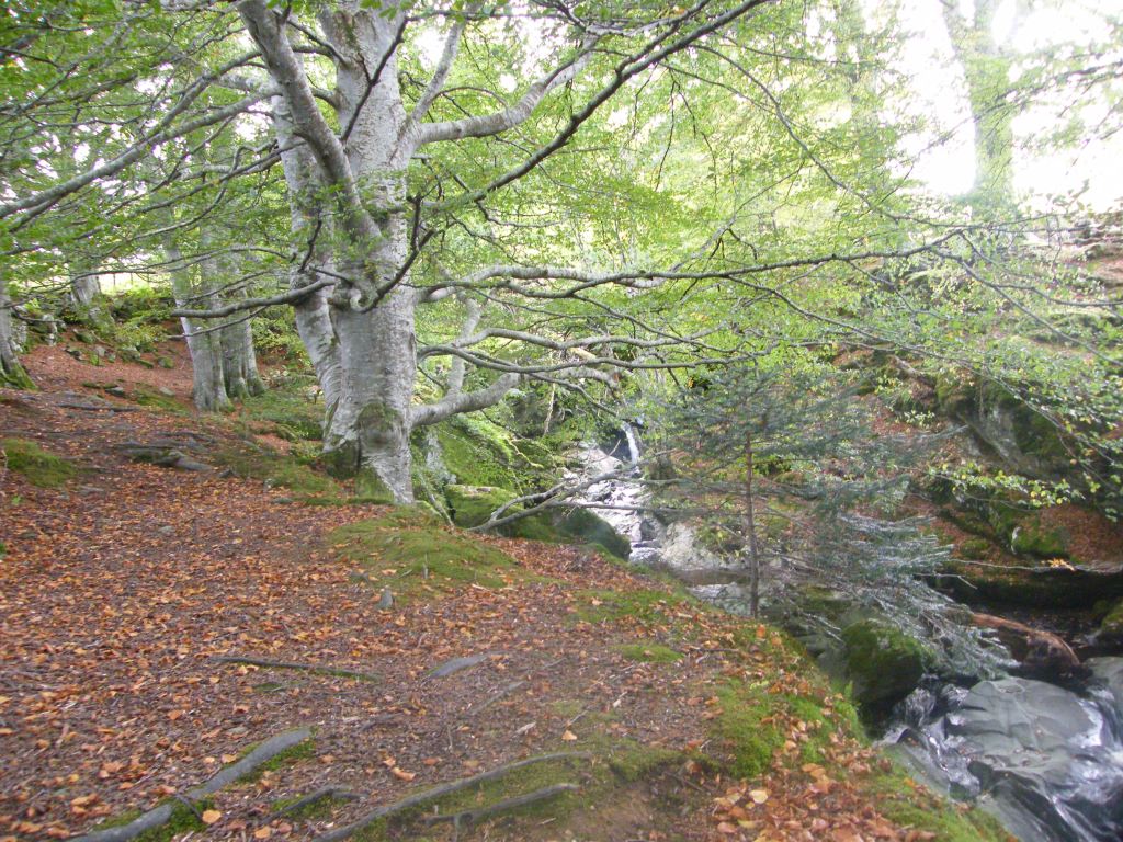 TDN International Full Moon Peace Ritual - The Druid Network