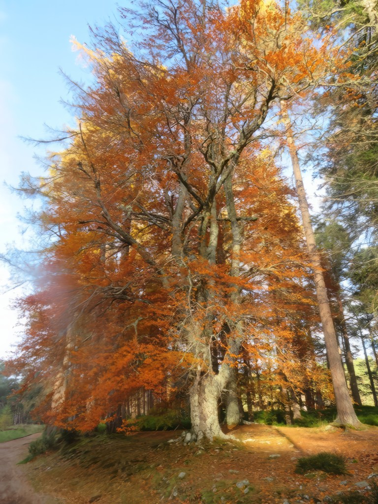 A Perennial Course in Living Druidry - The Druid Network