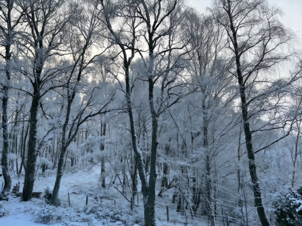 PCLD1: Star Frost Moon - The Druid Network