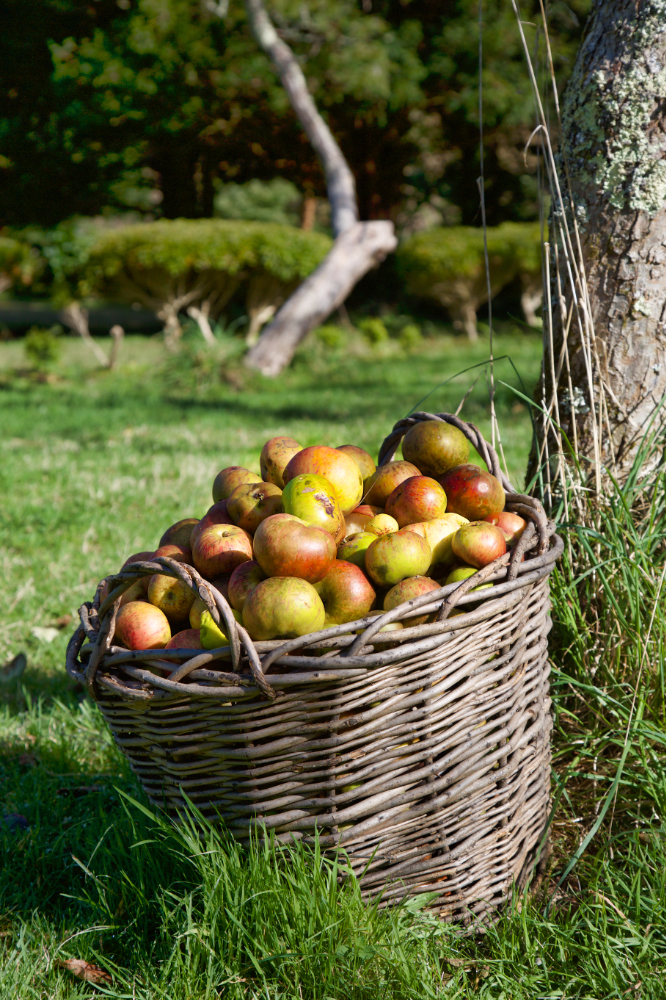 PCLD9: Green Still Moon - The Druid Network