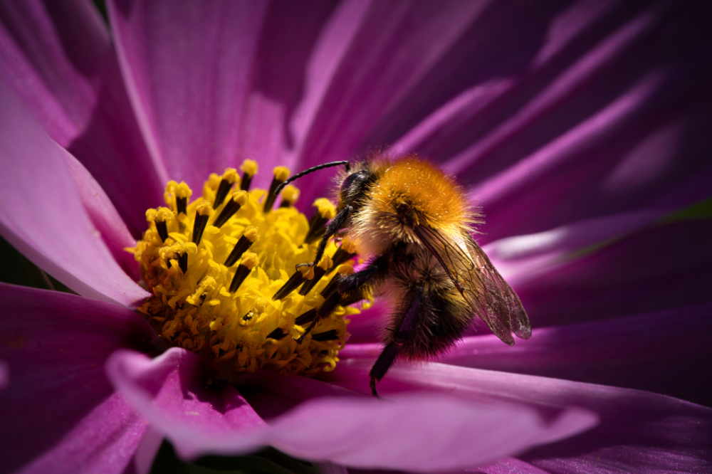 PCLD6: Love Bright Moon - The Druid Network