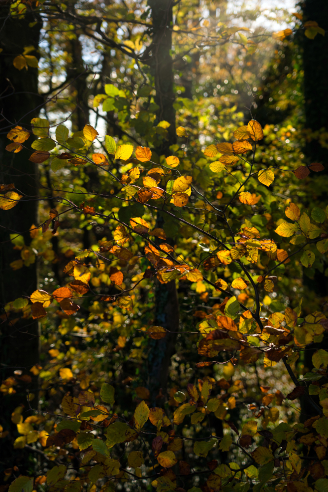 The Druid Network – Informing, Inspiring and Facilitating