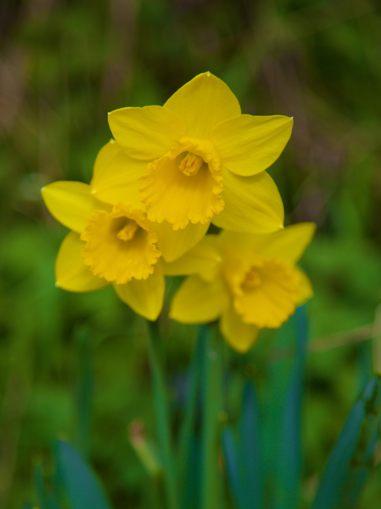 PCLD3: Wind Tossed Moon - The Druid Network