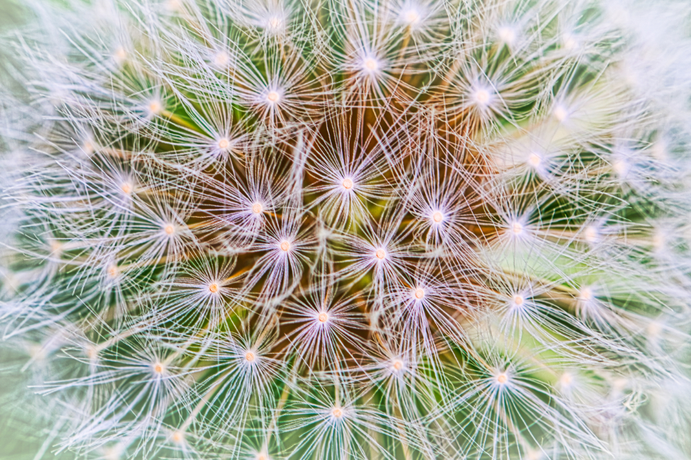 Polytheist Druidry, by Robin Herne - The Druid Network