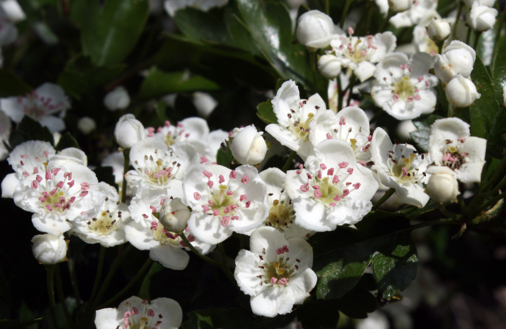 PCLD5: White Lady Moon - The Druid Network