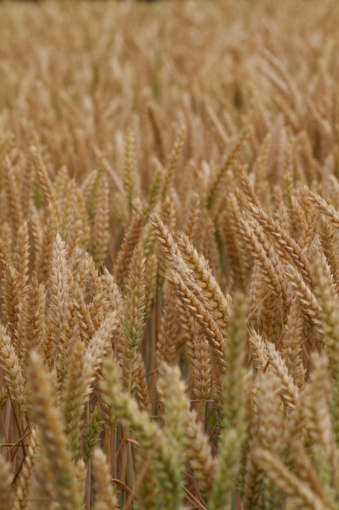 PCLD8: Claim Song Moon - The Druid Network