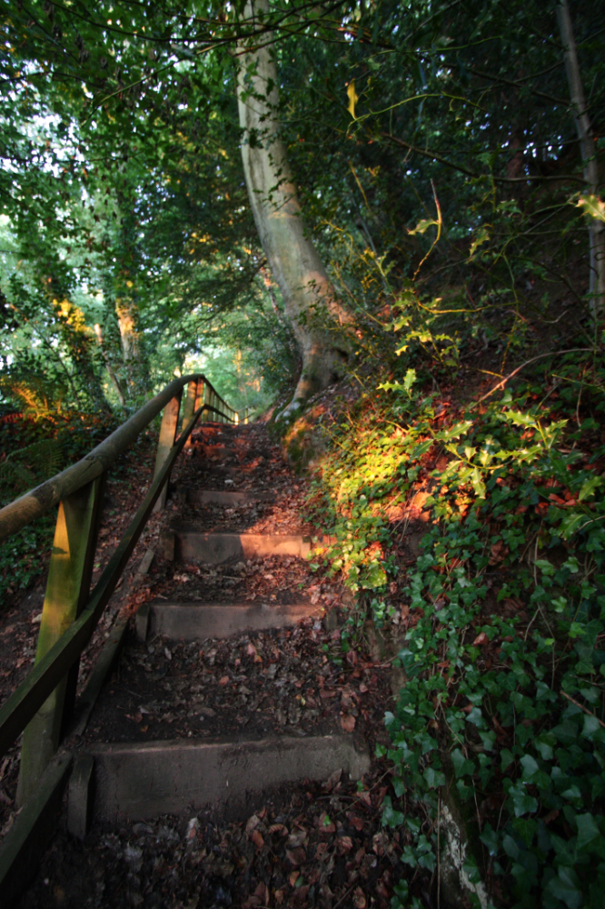 PCLD12: Fire Friend Moon - The Druid Network