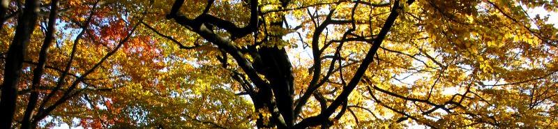 PCLD0: Getting Started - The Druid Network