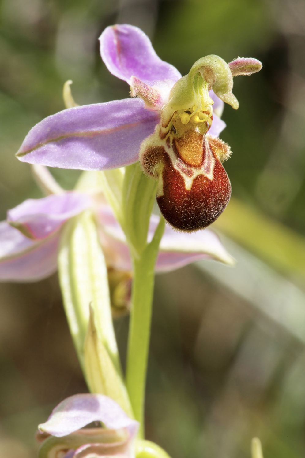 The Druid Network – Informing, Inspiring and Facilitating