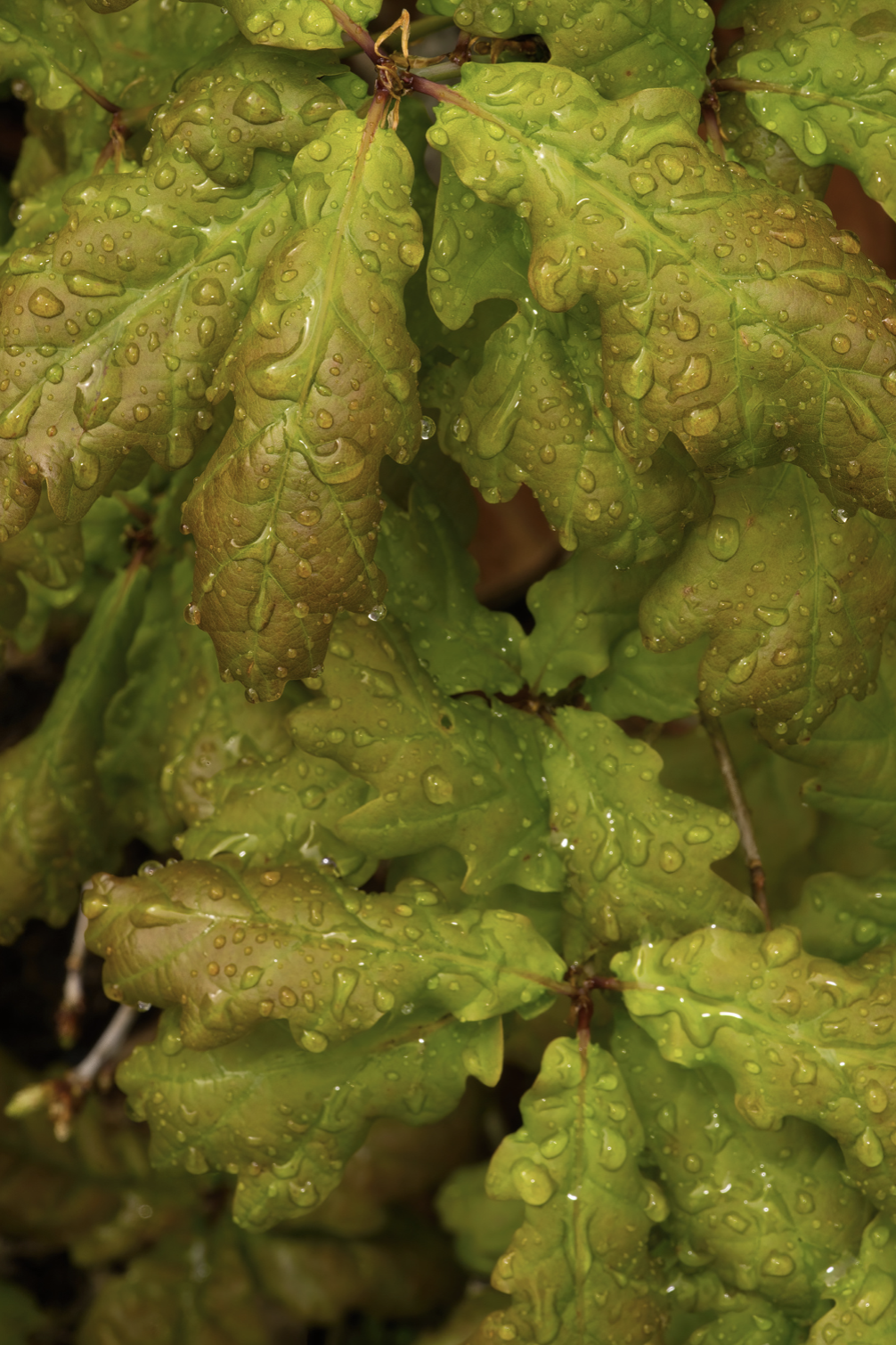 Learning Resources - The Druid Network