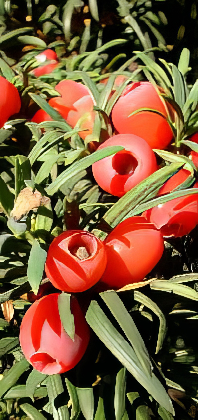 The Druid Network – Informing, Inspiring and Facilitating