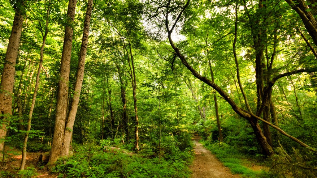 What do Druids DO? - The Druid Network