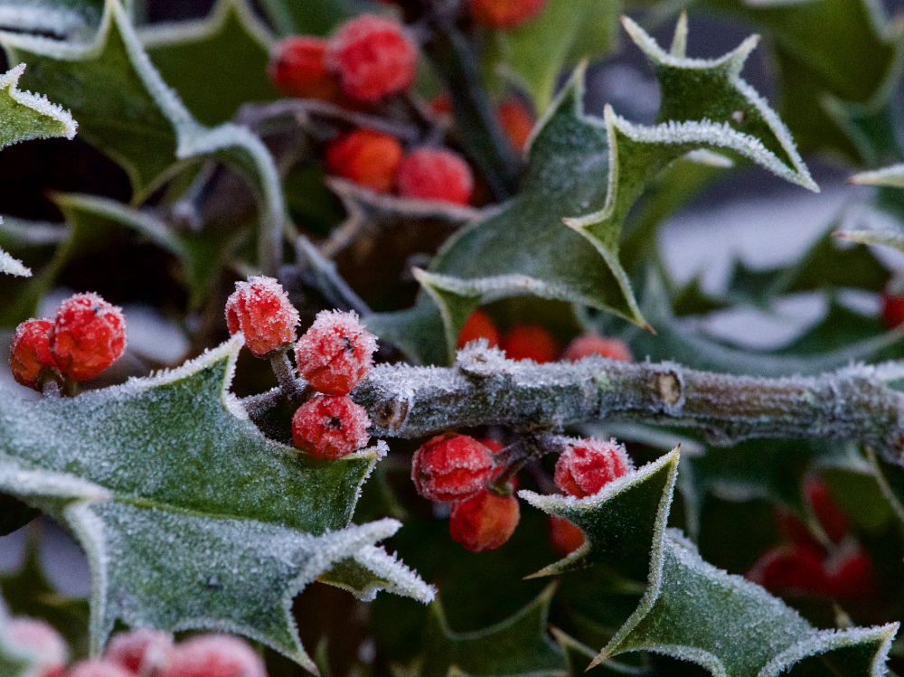 Winter Solstice and Mid-Winter - The Druid Network