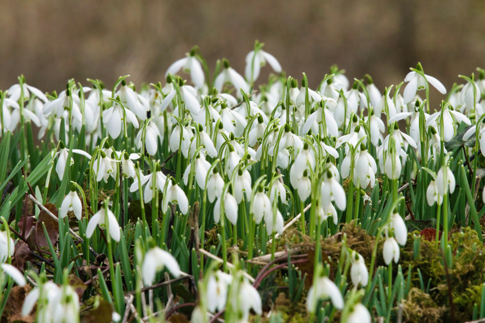 Imbolc - The Druid Network