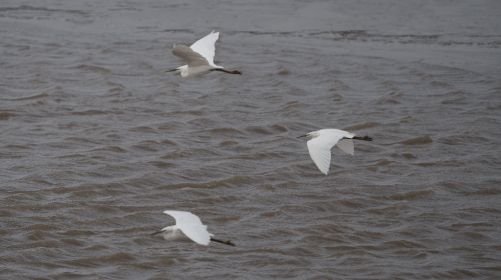 A Ritual for Reconnection - The Druid Network