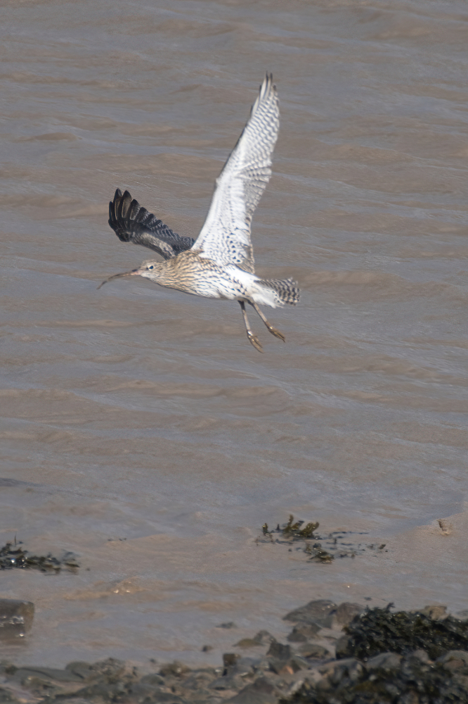 Bardic - Birds and Beasts - The Druid Network