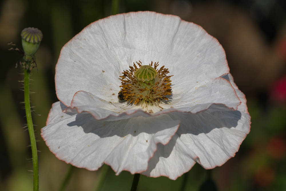 TDN IFMPR (Dutch version) - The Druid Network