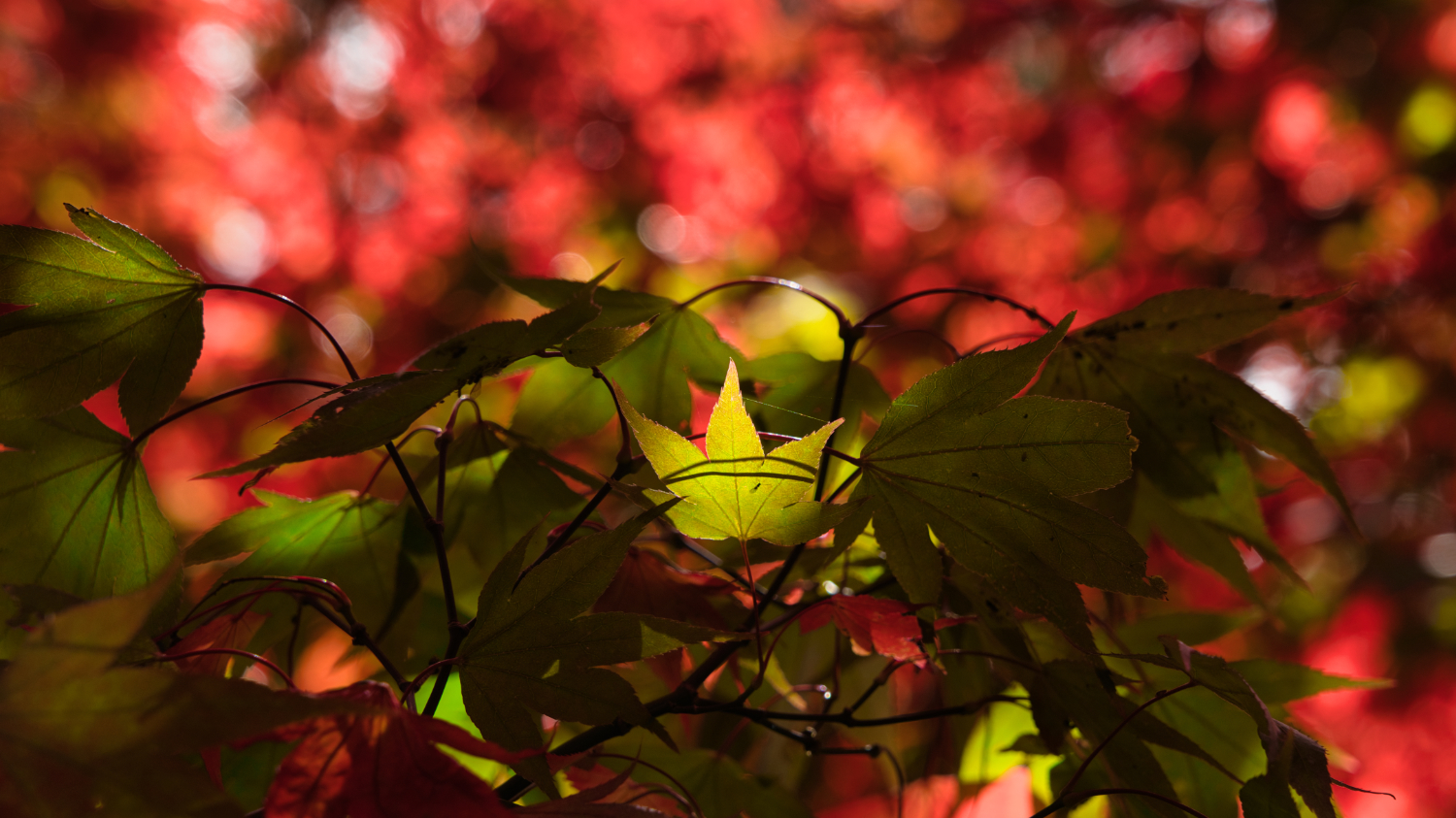 Home - The Druid Network